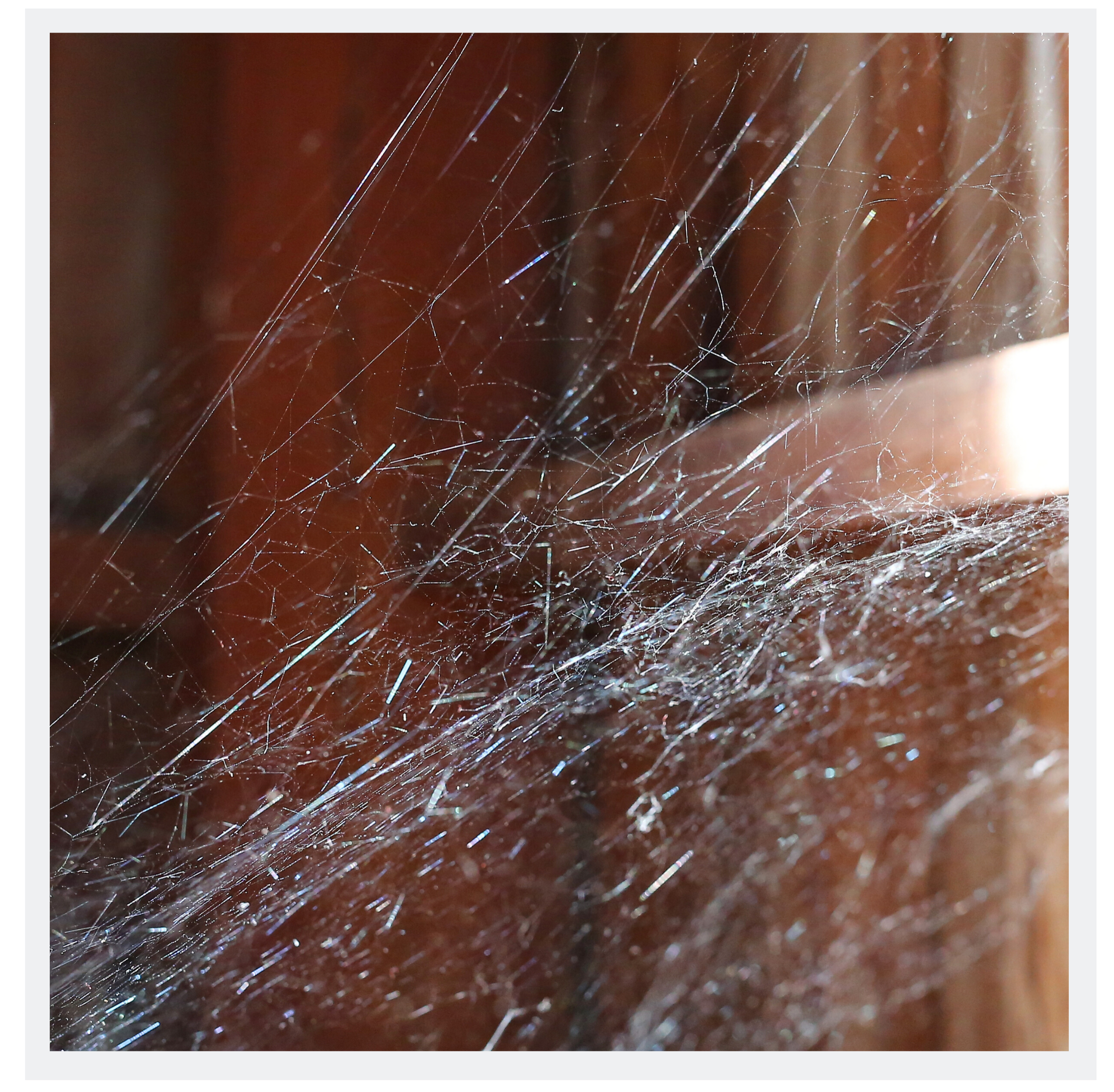 Deter Spiders with Miss Muffet’s Revenge, Spider Repellent Spray ...